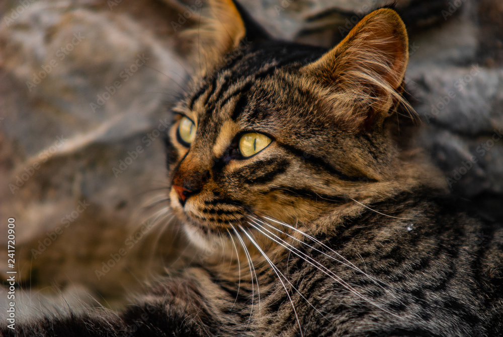 Brown Tabby Cat With Amber Eyes