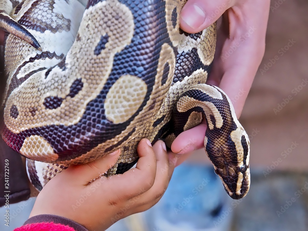 Haende halten eine Python Schlange Stock Photo | Adobe Stock