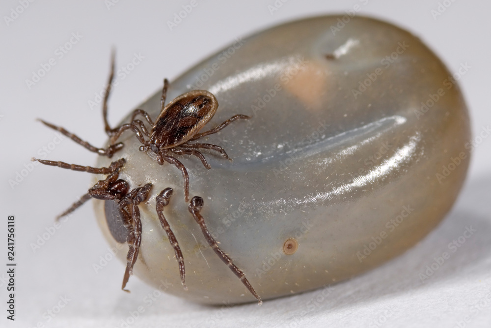 Wood ticks mating, Female and male Tick Ixodes ricinus mating, Ticks ...