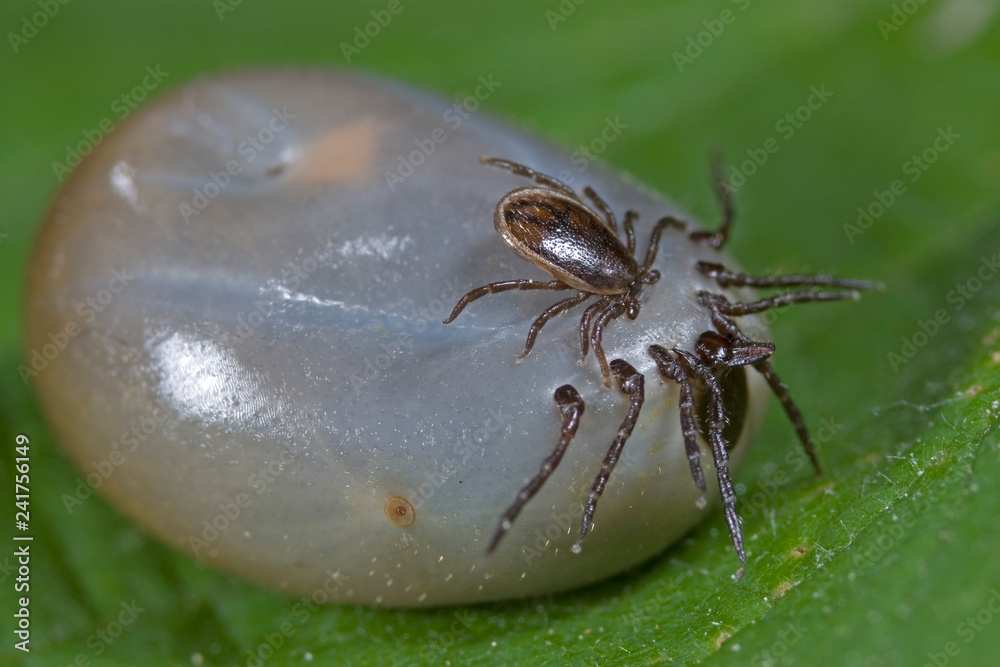 Stockfoto Wood ticks mating, Female and male Tick Ixodes ricinus mating, Ticks mating, ticks ...