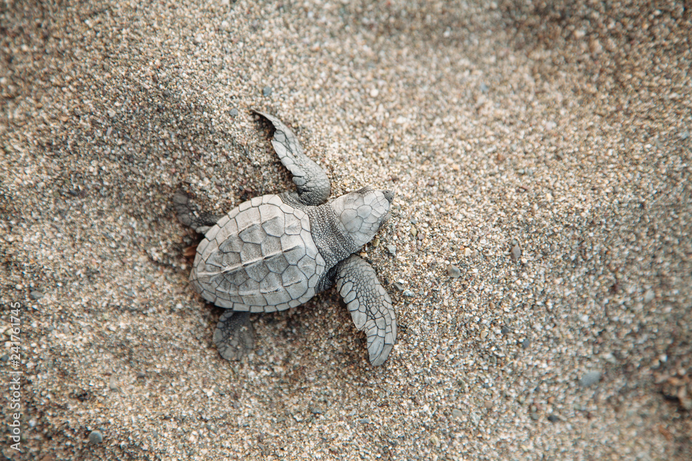 Baby Olive Ridley turtle Stock Photo | Adobe Stock