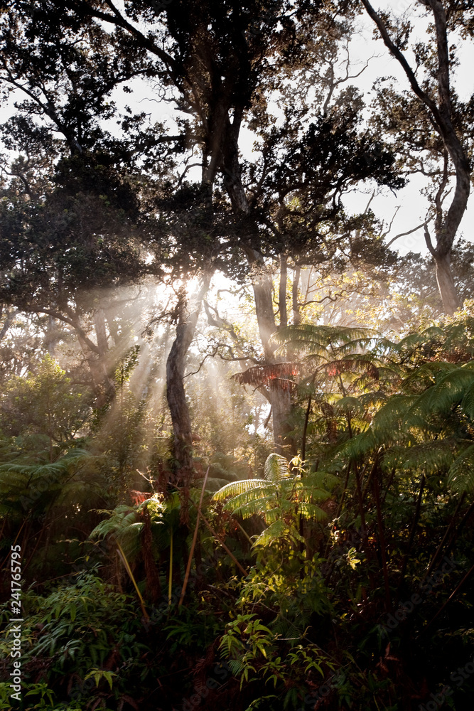 VOLCANOES NATIONAL PARK, HAWAII: The rain forest near Thurston Lava ...