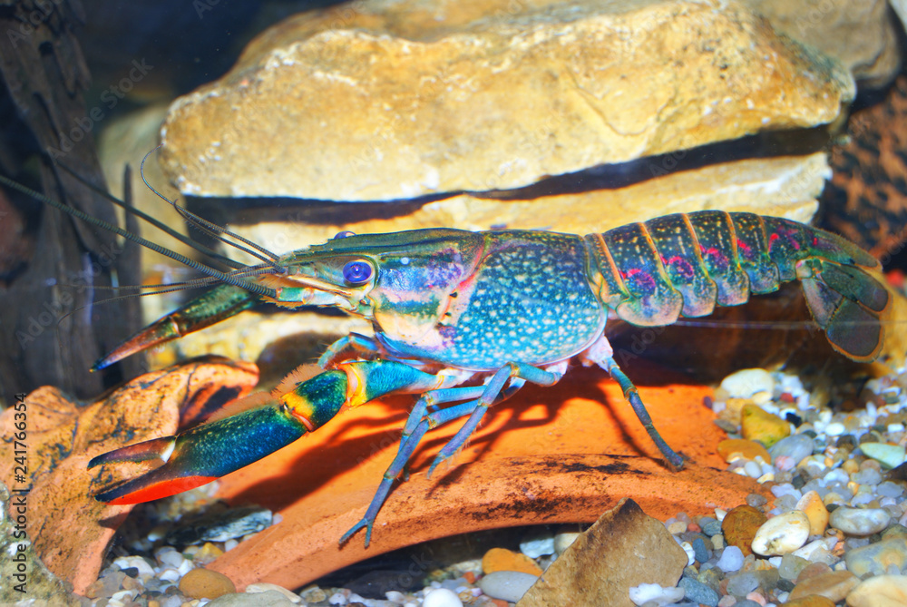 Colorful Australian blue crayfish - cherax quadricarinatus in aquarium ...