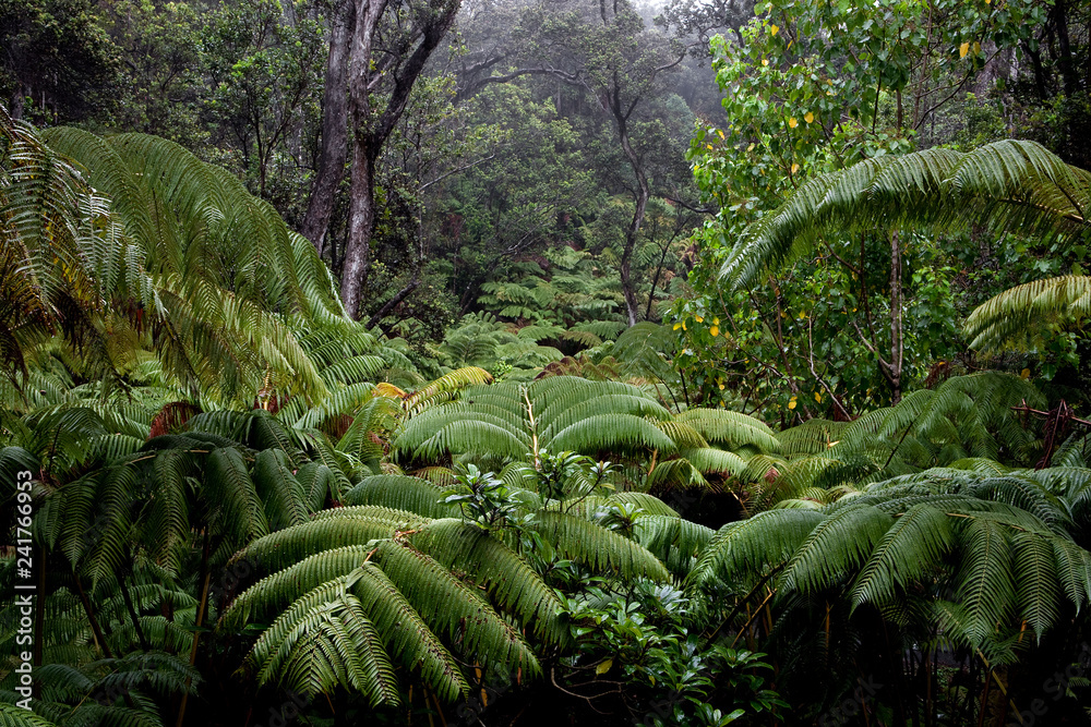VOLCANOES NATIONAL PARK, HAWAII: Tropical rainforest near the Thurston ...