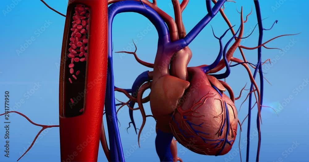 Artery and heart, Human heart model, Human Heart Anatomy, Contraction ...