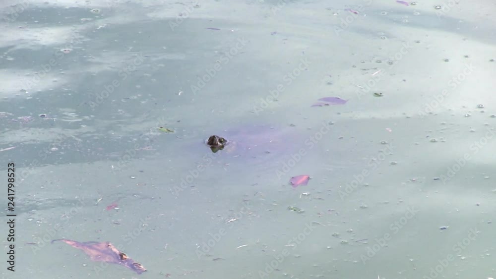 Water tiger turtle swimming in the lagoon scene. The animal looks ...
