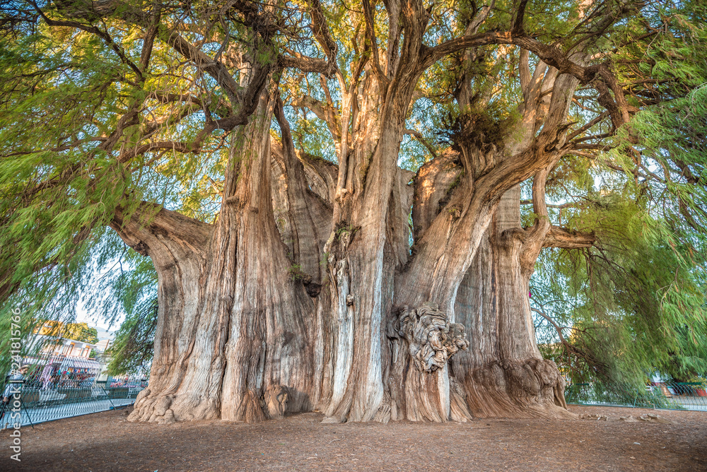 El Tule, the biggest tree of the world located in Oaxaca, Mexico Stock ...