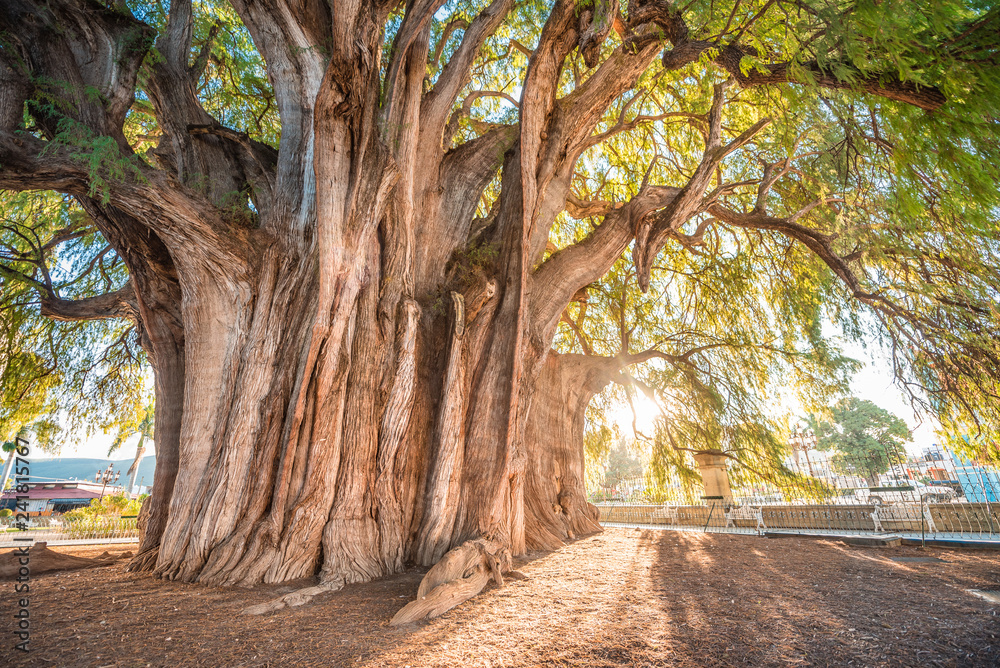 El Tule, the biggest tree of the world located in Oaxaca, Mexico Stock ...