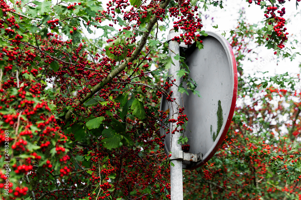 Chokeberry matching red road signage. A visual illusion for those ...