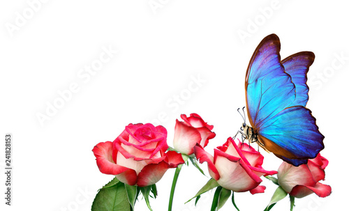 Blue Butterfly On Rose
