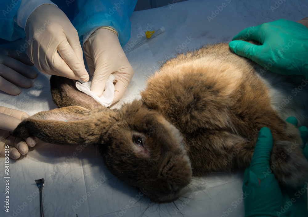 Injection of anesthesia, the rabbits and surgery, oral and ...