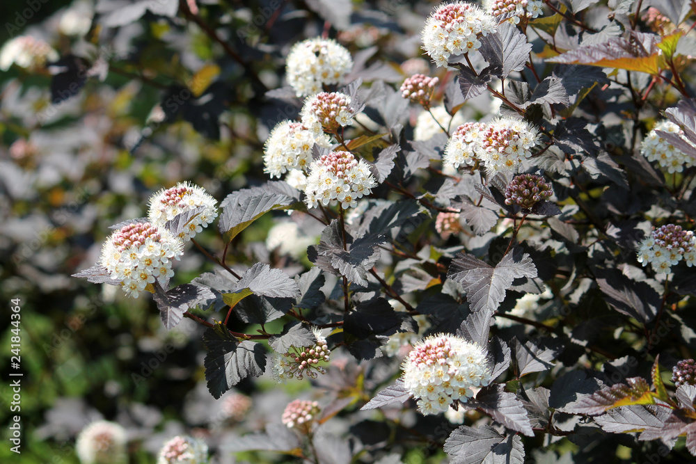 Purple Ninebark or Physocarpus opulifolius. Cultivar Monlo with dark ...