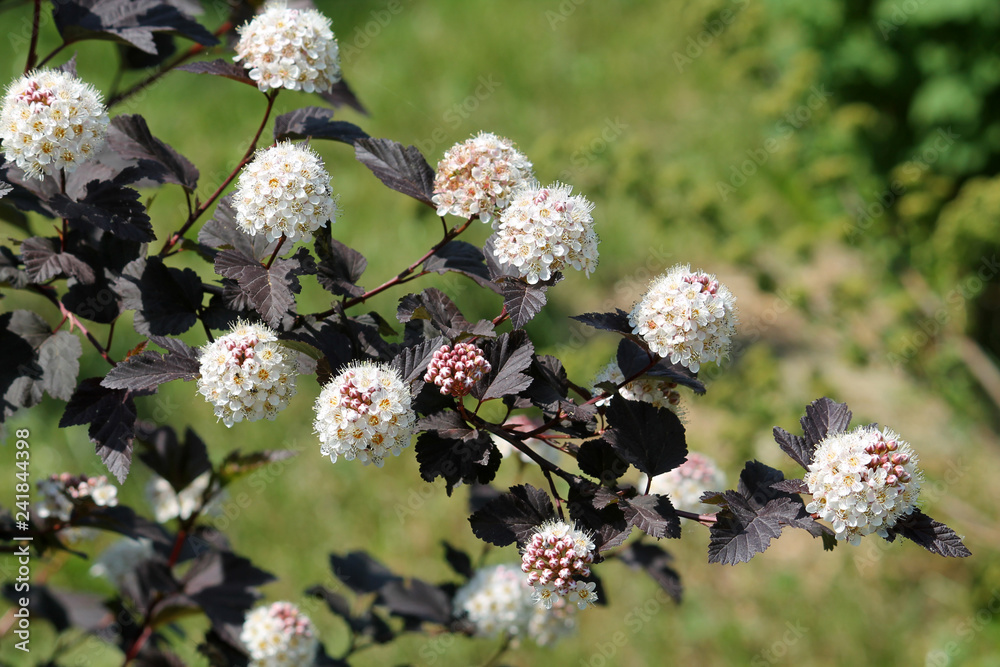 Purple Ninebark or Physocarpus opulifolius. Cultivar Monlo with dark ...