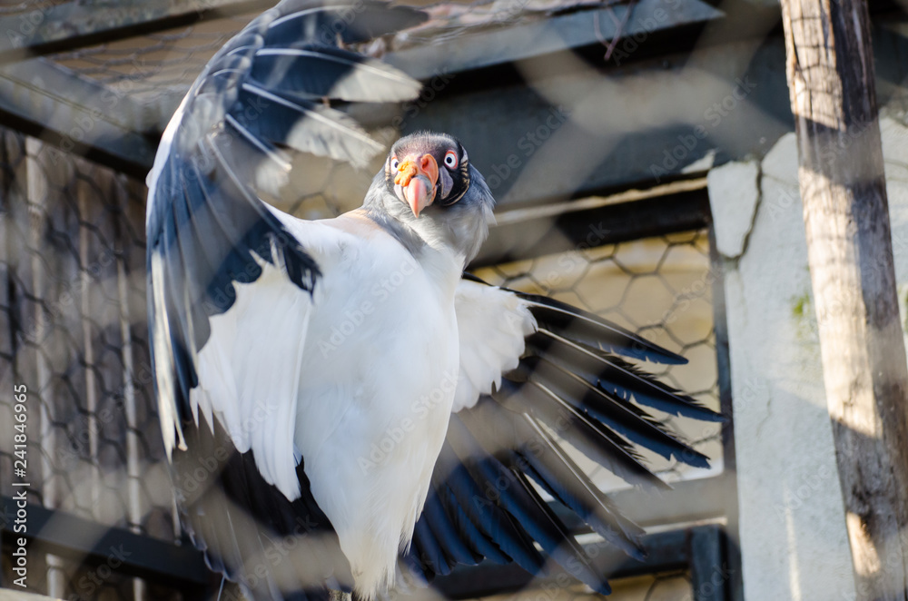A Pope vulture with open wings in the aviary of a zoo. It is one of the ...