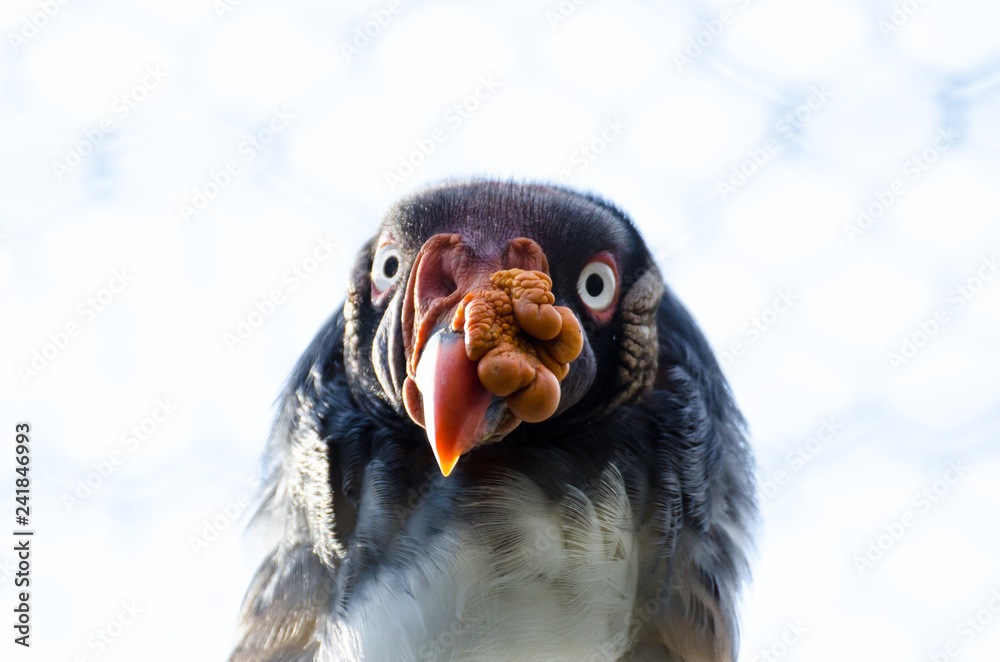 Portrait of a Pope vulture in the aviary of a zoo. It is one of the ...