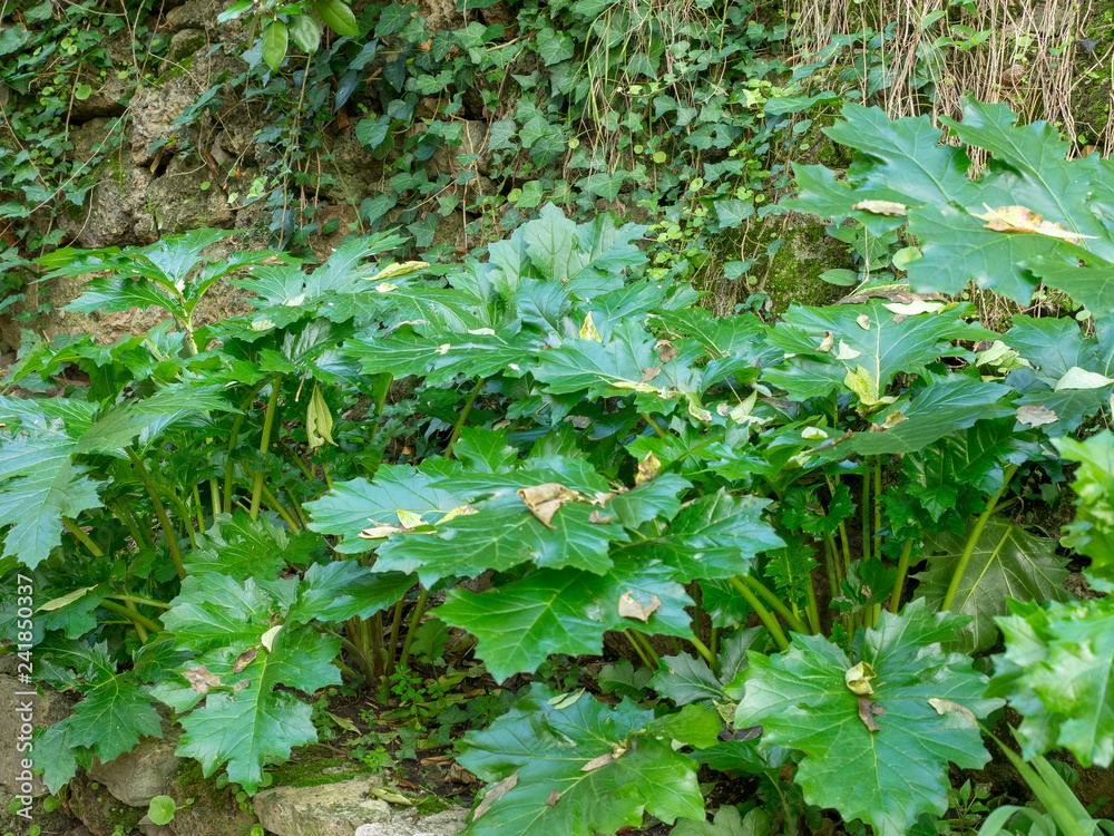 Acanthe Feuilles Molles