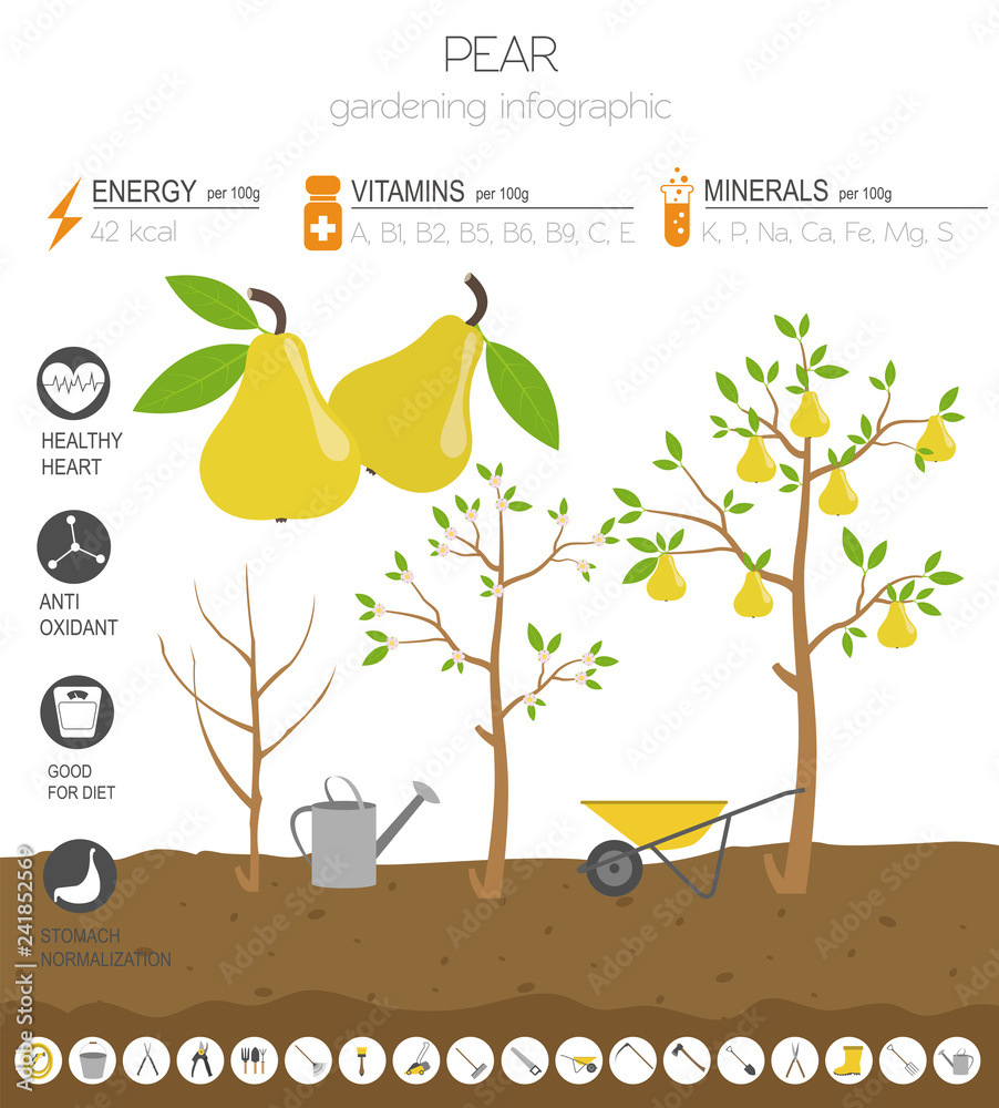 Pear beneficial features graphic template. Gardening, farming ...