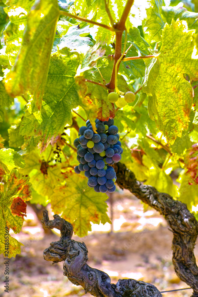 French red and rose wine grapes plant, growing on ochre mineral soil ...