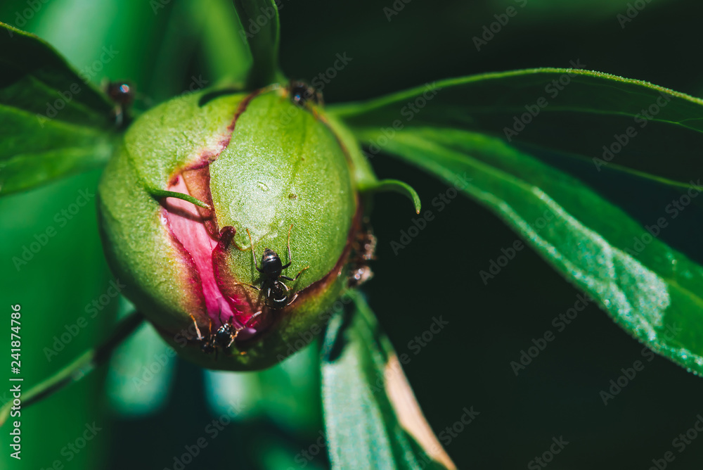 Small black ants creep on young peony bud in macro. Green pink unblown ...