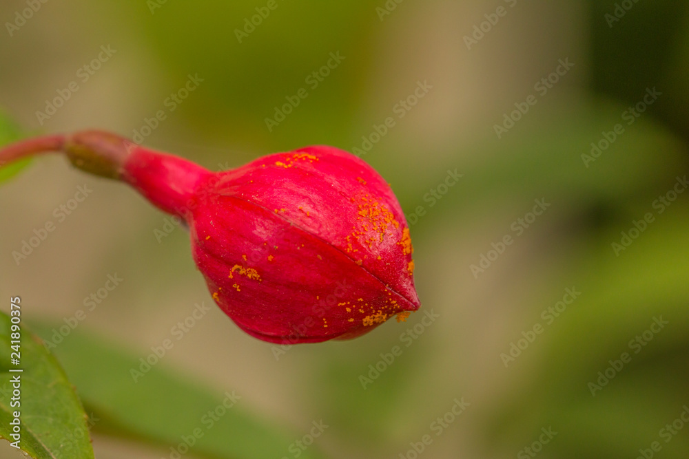 Primer plano de un pimpollo aún sin abrir con un buen desenfoque de ...