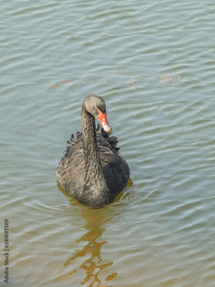 Portrait a cute black swan resting in the swan pond with nature ...