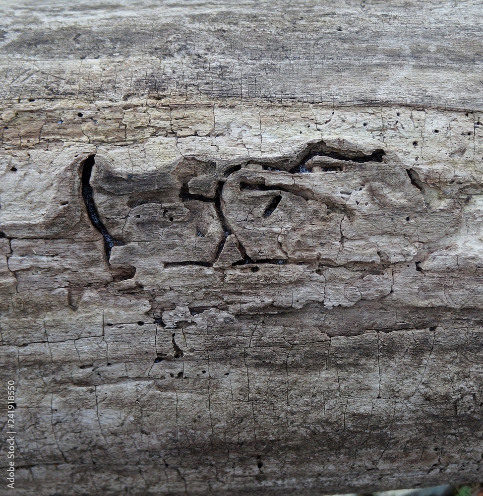 Bark Beetle Borer tunnels in dead hemlock tree Stock Photo | Adobe Stock