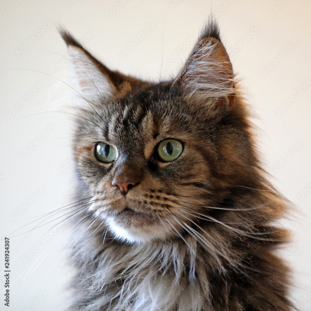 tabby domestic long-haired cat resting at home Stock Photo | Adobe Stock