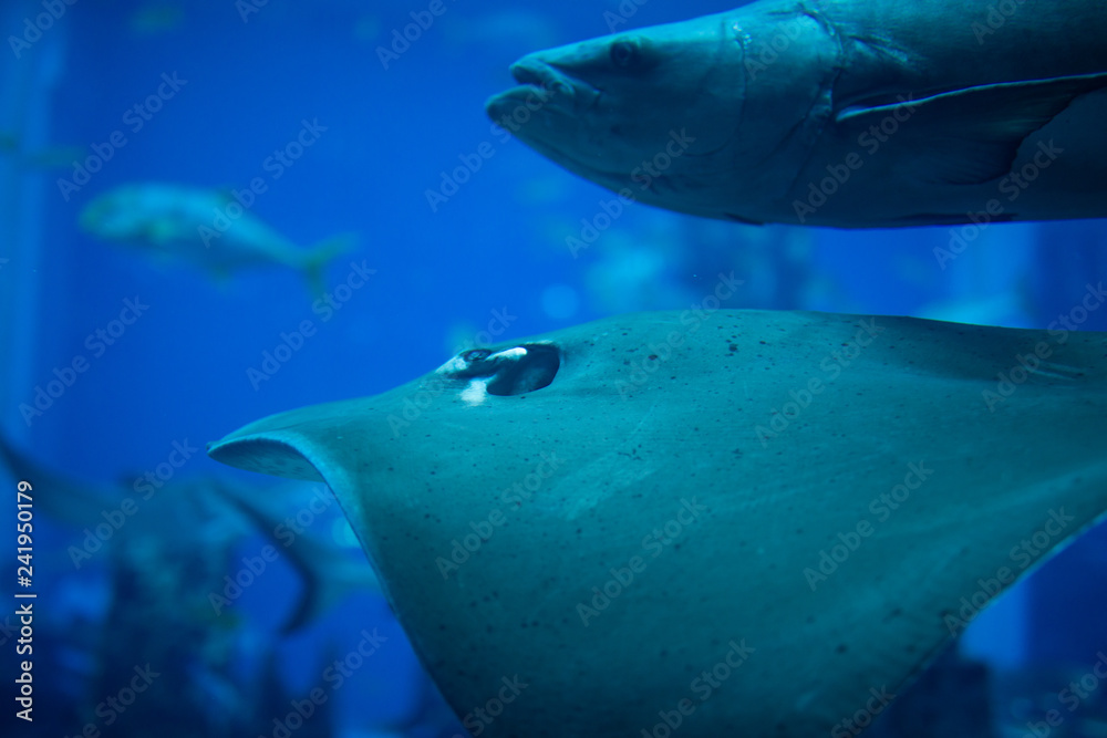Soft fleshy underside of a ray swimming underwater in oceanarium. Stock ...