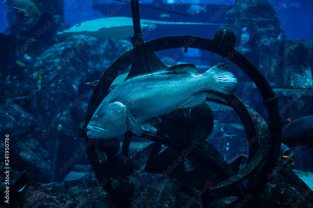 Napoleon Fish swimming at the Great Barrier Reef. Ocean life Stock ...