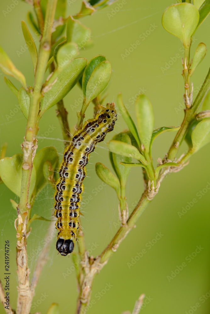 Signs Of Box Caterpillar at Dakota Bunce blog
