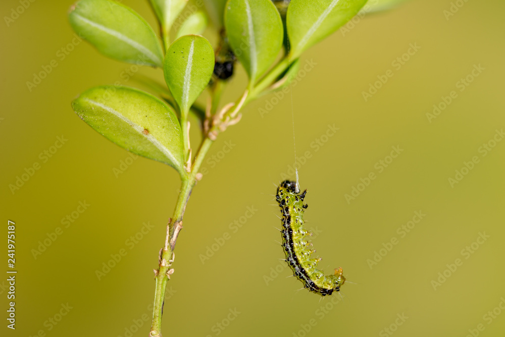 Cydalima perspectalis Raupe hängt am seidenen Faden, Raupe des ...