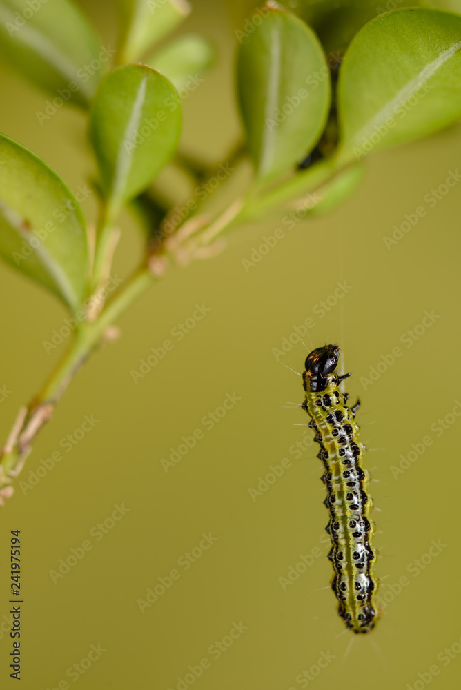 Caterpillar of the box tree moth, Cydalima perspectalis caterpillar ...