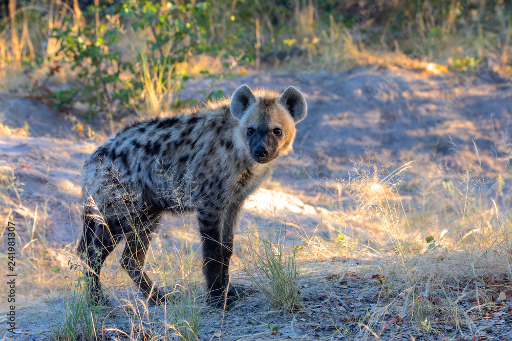 Small cute baby of Spotted hyena (Hyaena hyaena) in natural habitat ...