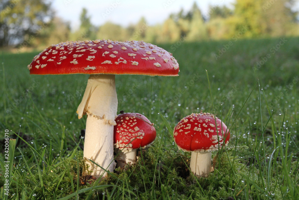 Champignons Stock Photo | Adobe Stock