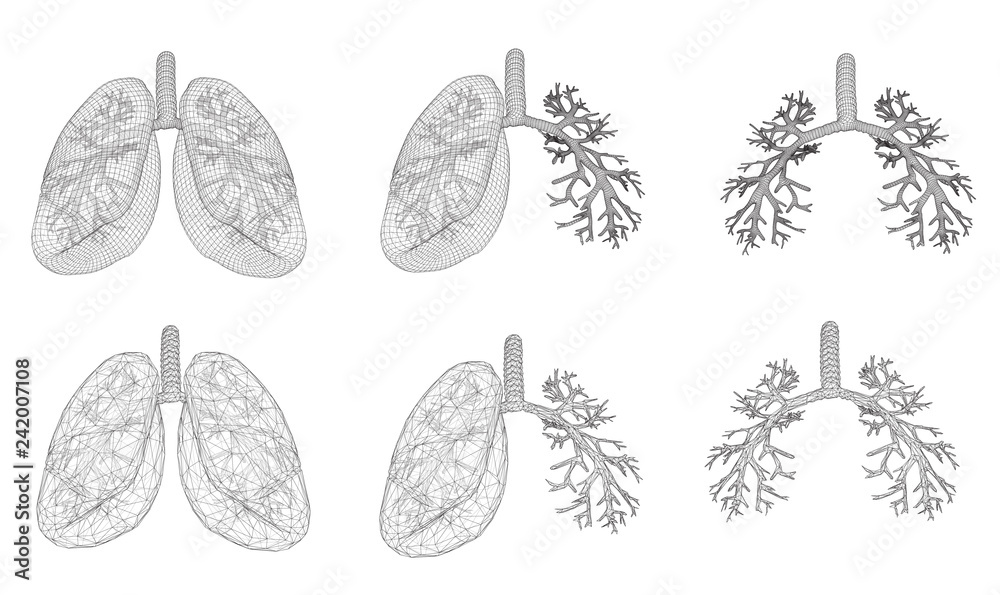 Vector set 3D lungs and bronchus. Isolated on white background. Element ...