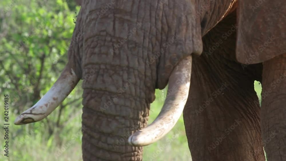 African Elephant ivory from of Kenya Stock Video | Adobe Stock