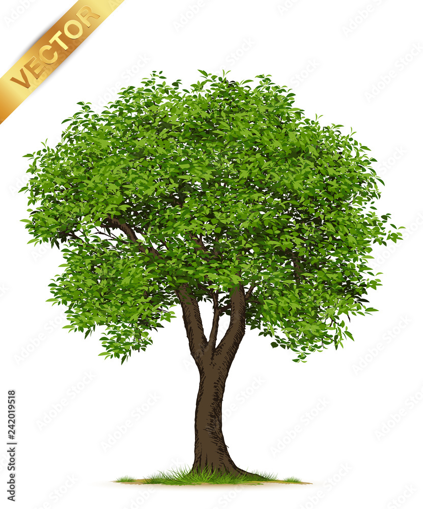 Isolated trees on white background . Stock Vector | Adobe Stock