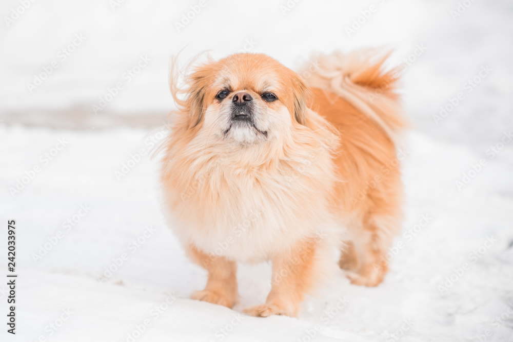 Sad alone golden dog waiting his owner outside, life of pets ...