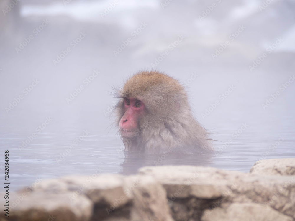 Poster Japanese Snow monkey Macaque in hot spring Onsen Jigokudan Park ...