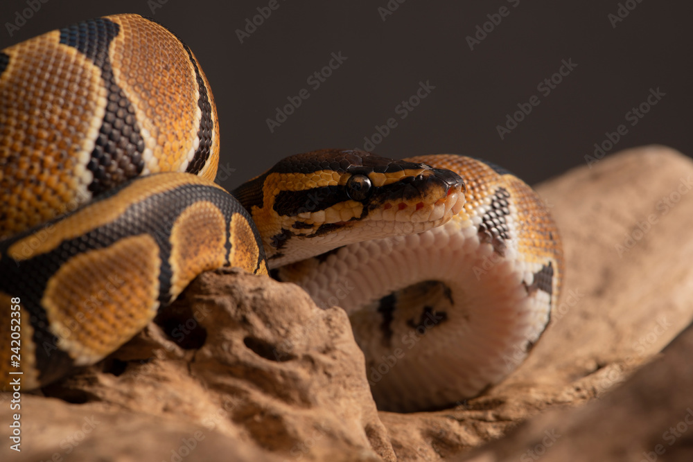 snake ball python Stock Photo | Adobe Stock