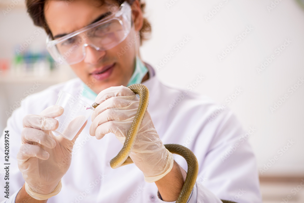 Male scientist extracting poison from snake for drug synthesis Stock ...