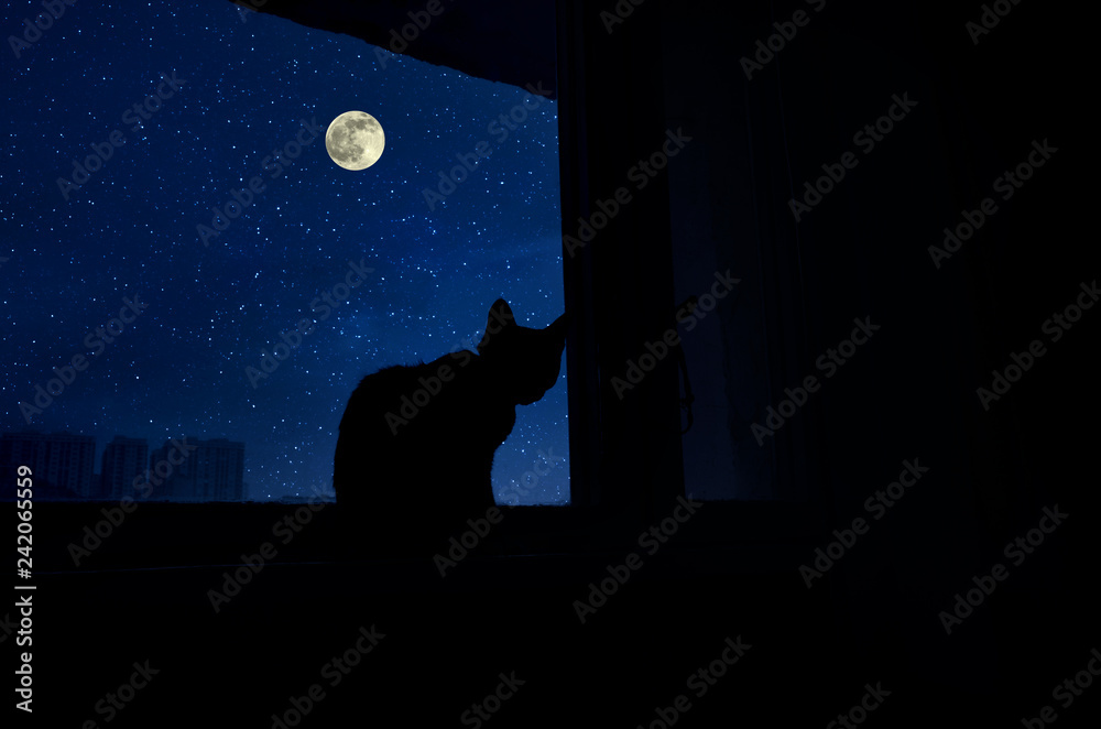 dark room in the silhouette of a cat sitting on a window at night Stock ...