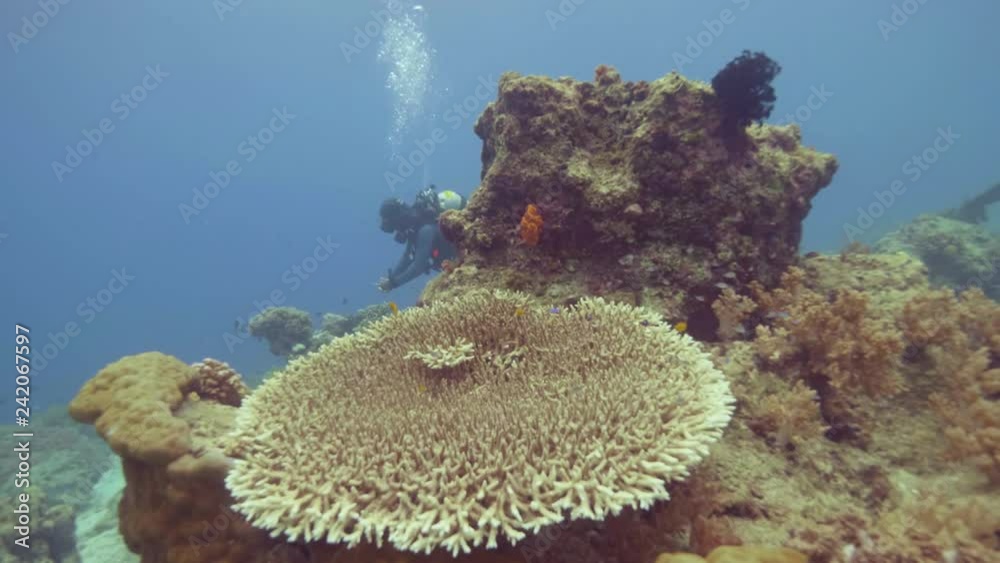 Amazing coral reef and fish swimming in sea water underwater view ...