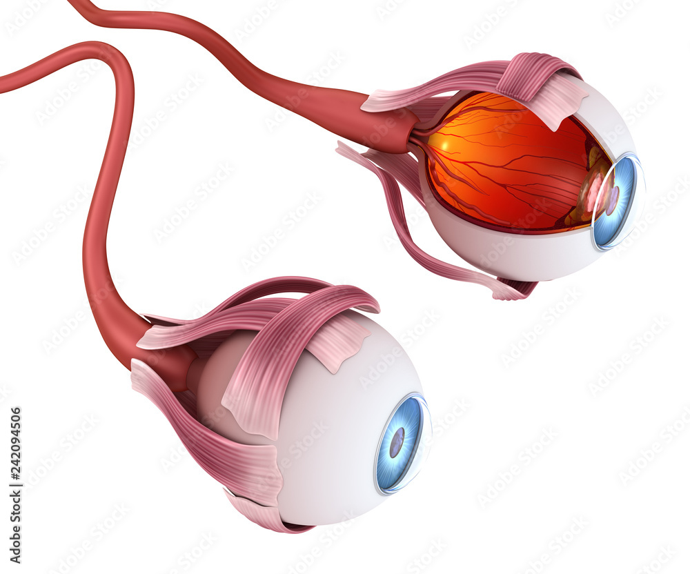 Eye anatomy - inner structure, 3D illustration Stock Illustration ...