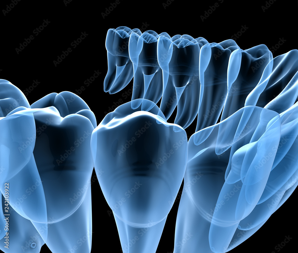 Dental Anatomy of mandibular human gum and teeth, x-ray view. Medically ...