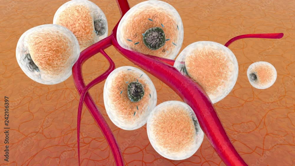 Fat cells aka adipocytes on human tissue connecting to arteries. 3d ...