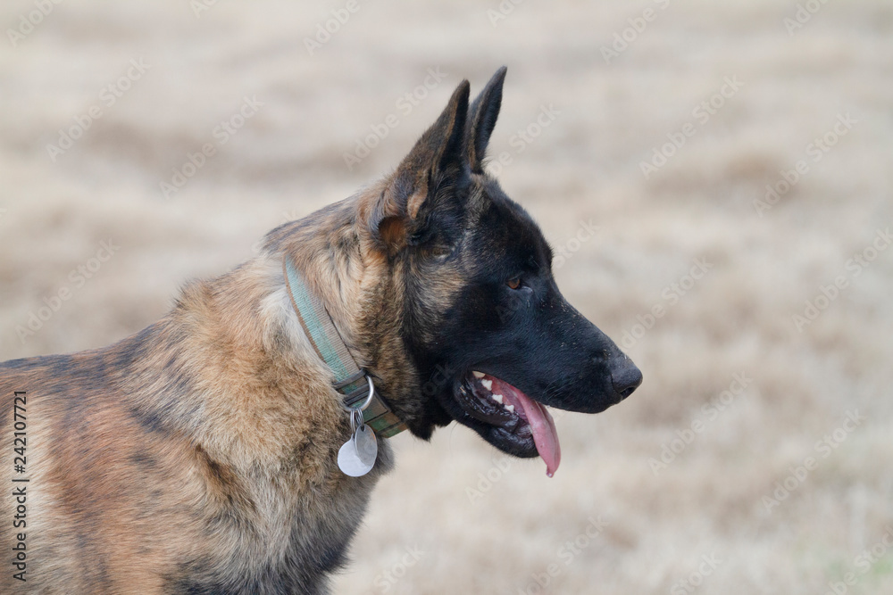 Dutch Shepherd Dog or Belgian Malinois K9 face in profile Stock Photo ...