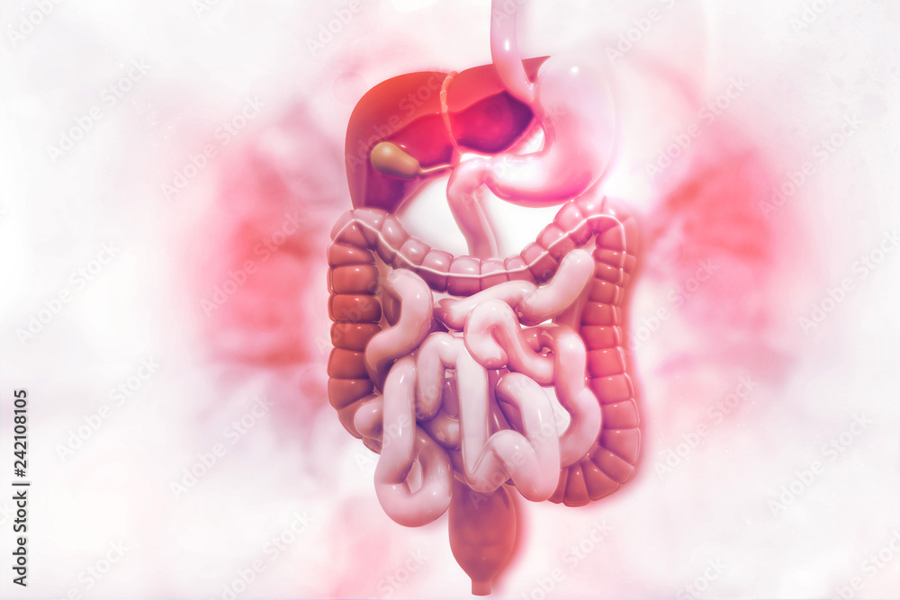Human digestive system on scientific background Stock Illustration ...