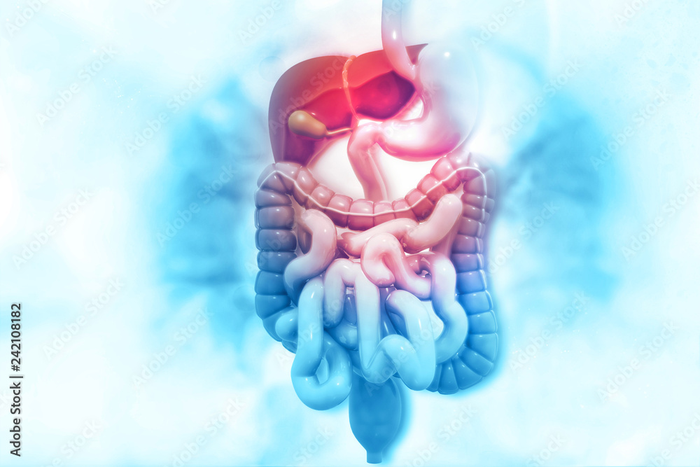 Human digestive system on scientific background Stock Illustration ...