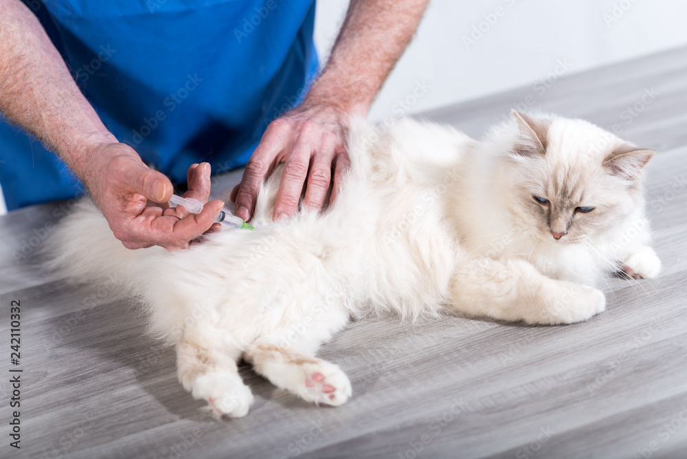 Veterinarian giving an injection to a sacred cat of burma Stock Photo ...
